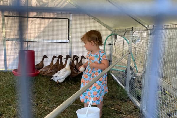 3 Mobile Coops for Chickens, Ducks or Turkeys | Easy to Move