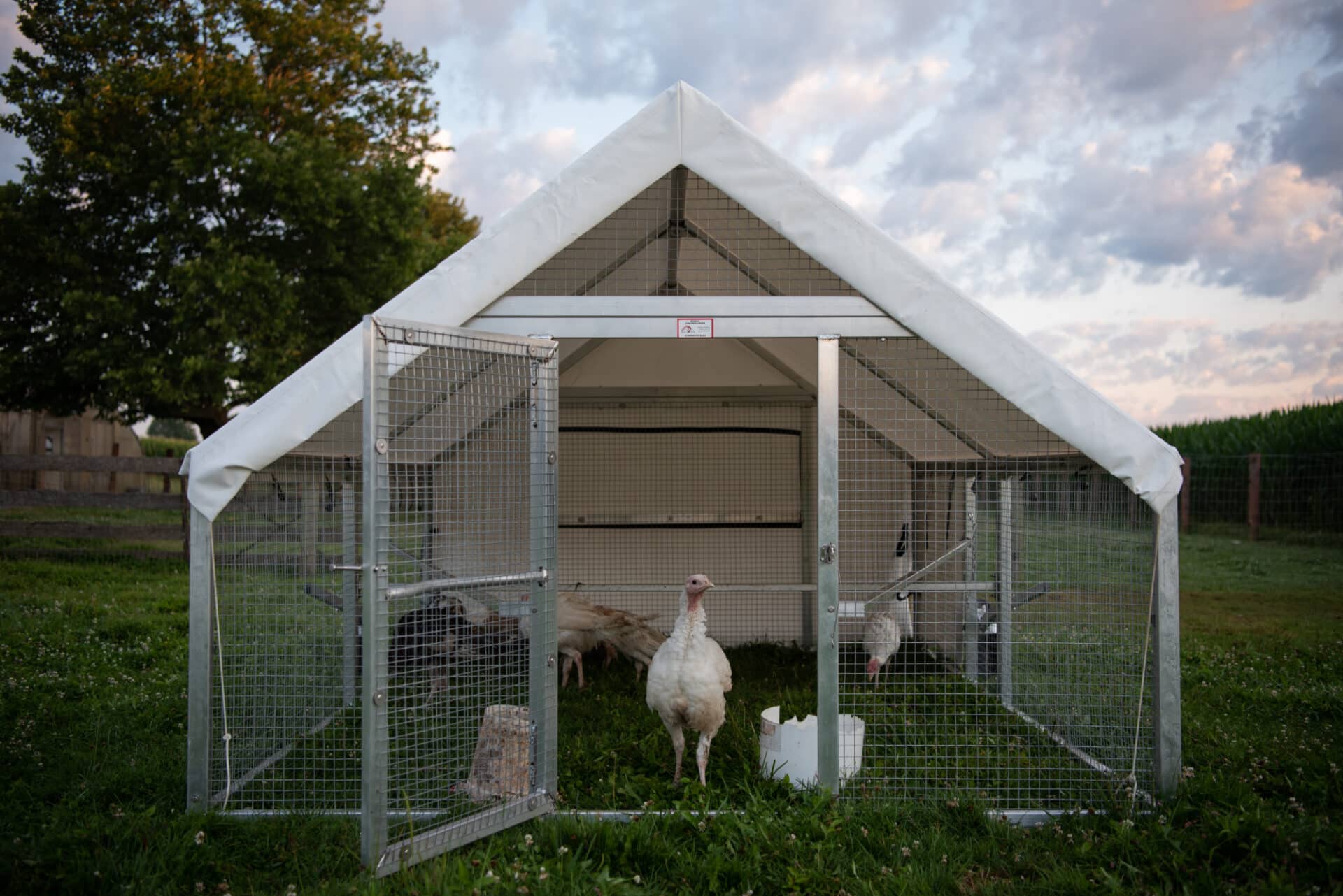 3 Mobile Coops for Chickens, Ducks or Turkeys | Easy to Move