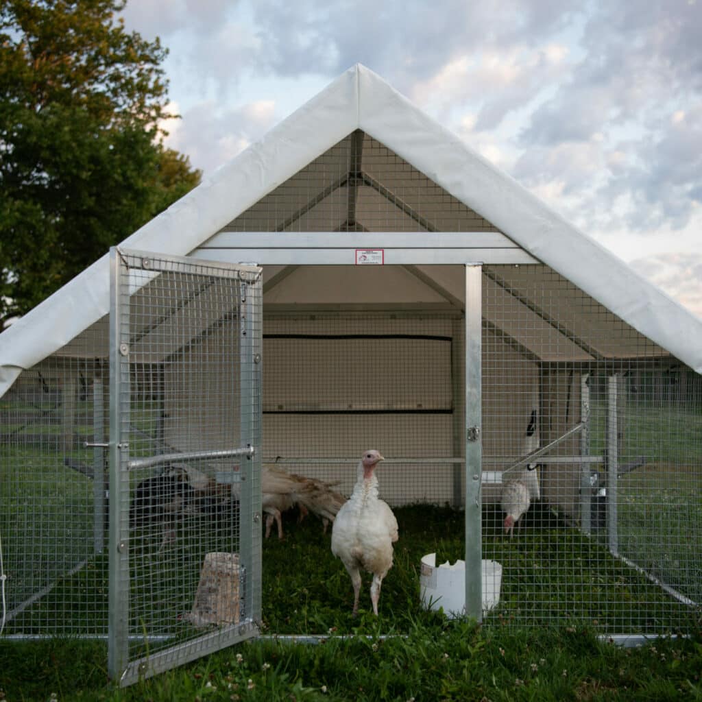 Mobile Turkey Coop | Convenient Home For Your Flock