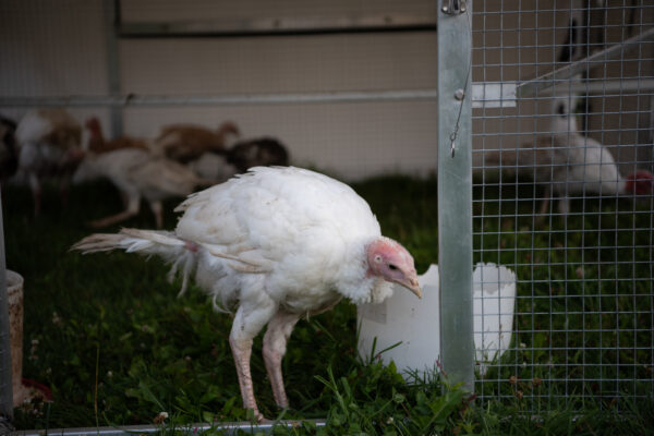 Mobile Turkey Coop | Convenient Home For Your Flock