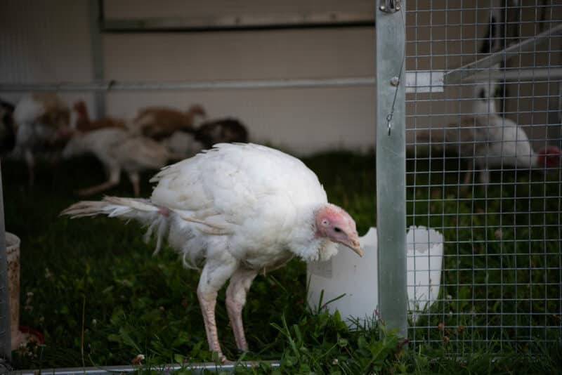 Mobile Turkey Coop | Convenient Home For Your Flock