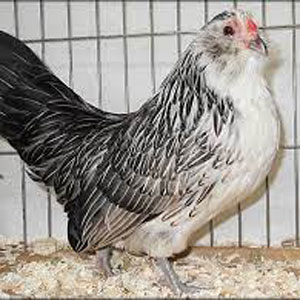 Chicken Coop | All You Need To Know About Chicken Coops