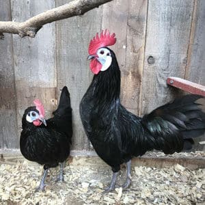 Chicken Coop | All You Need To Know About Chicken Coops