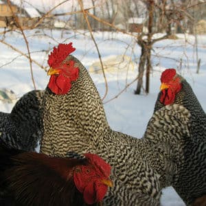 Chicken Coop | All You Need To Know About Chicken Coops