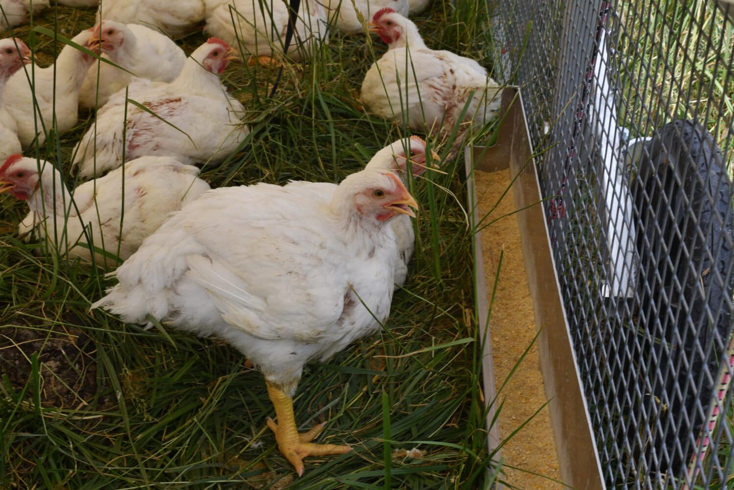 Broiler Chicken Coops | Raise A Healthy And Happy Flock